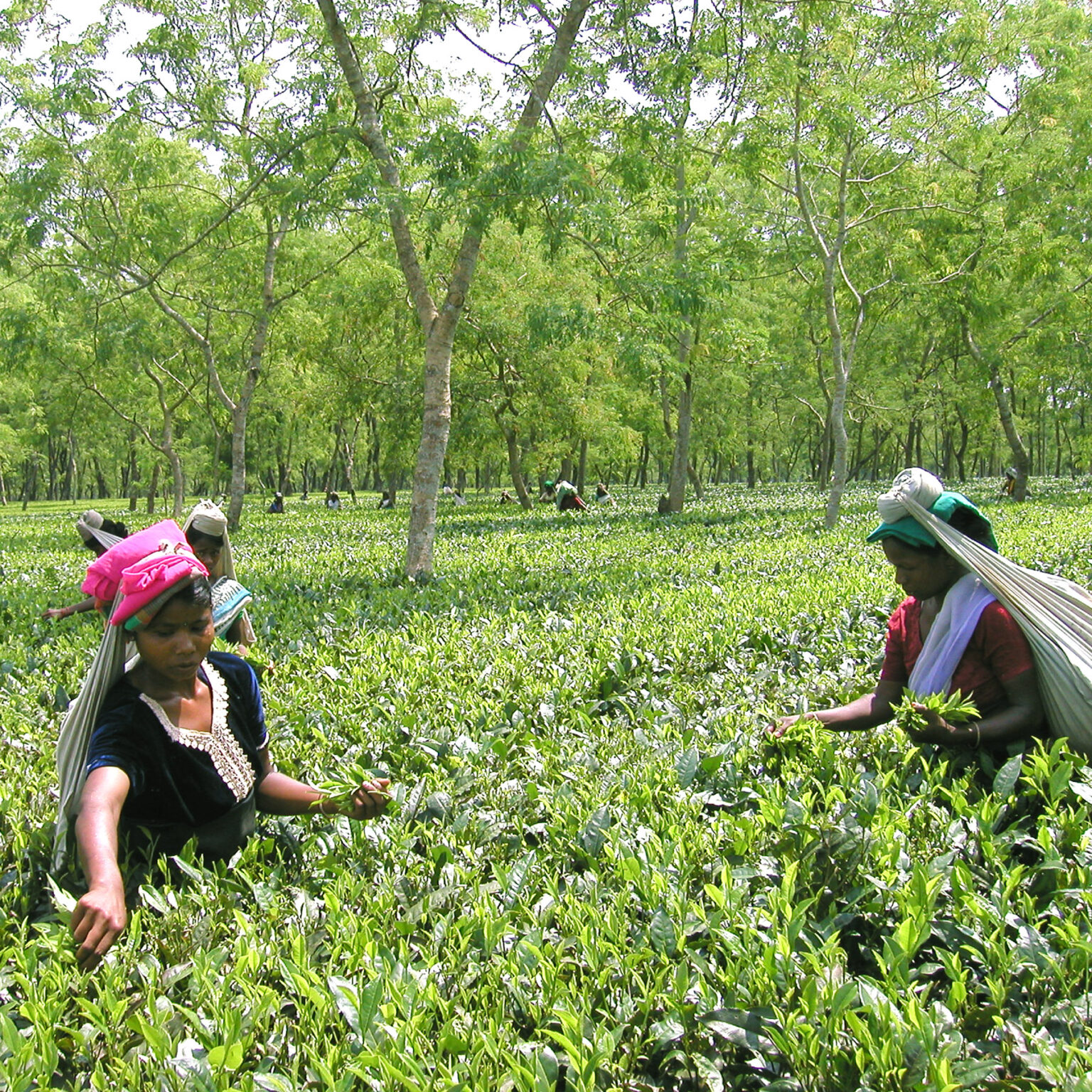 Mokalbari Tea Estate | House of Tea